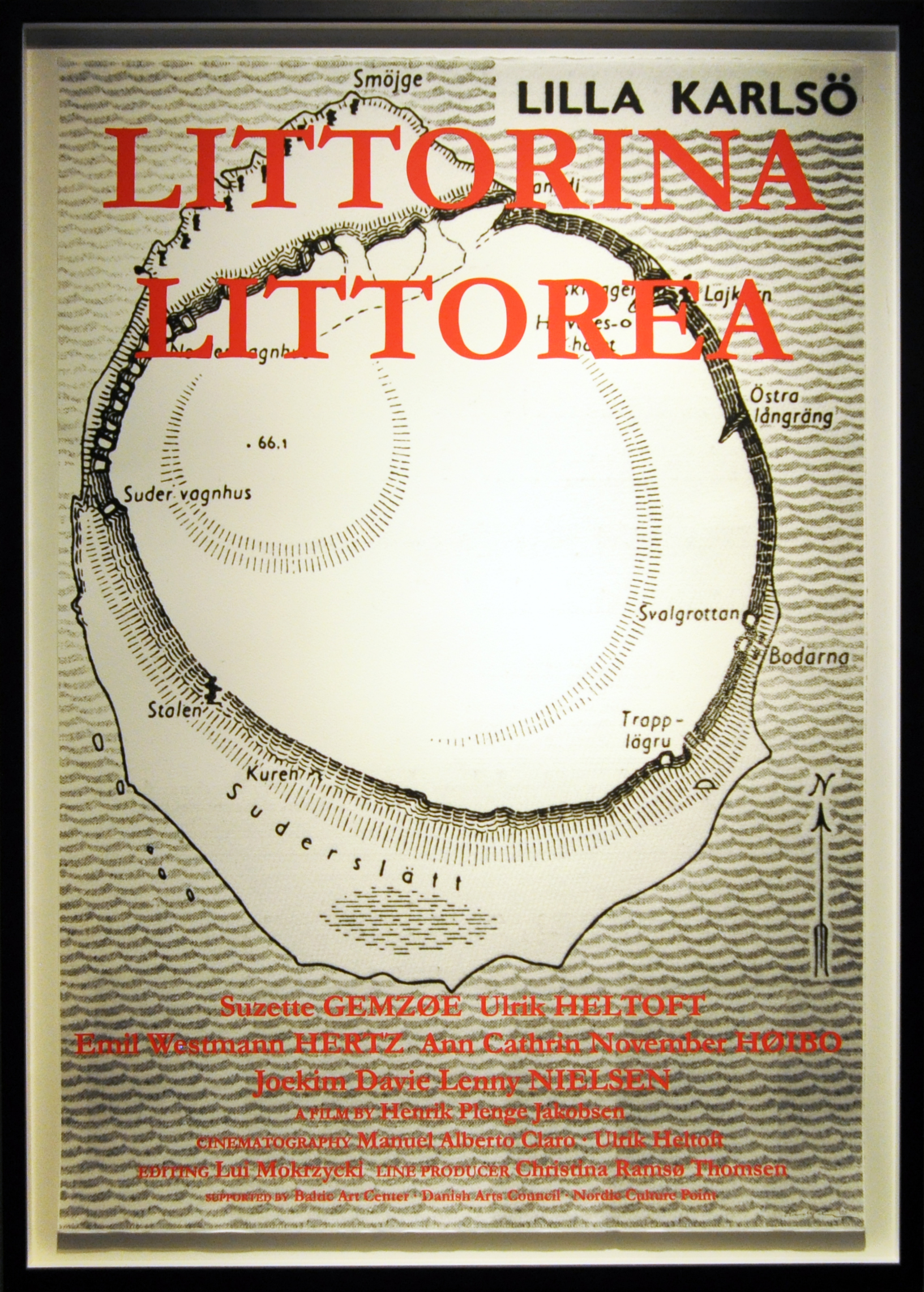Littorina Littorea